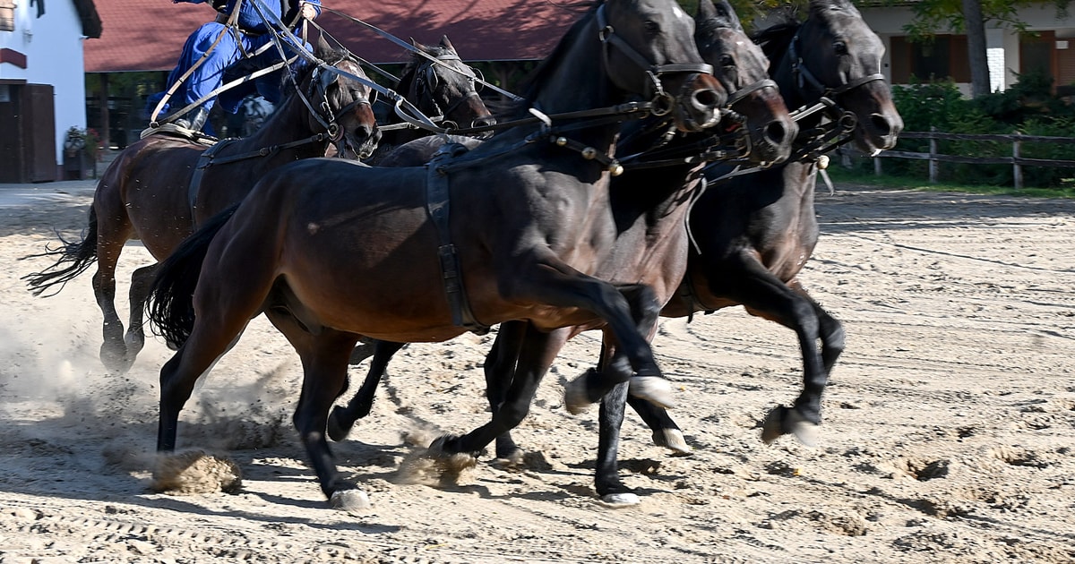 Rancho campestre, espectáculo ecuestre y almuerzo | GetYourGuide