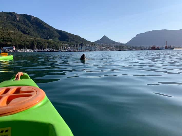 Cape Town: Guided Kayaking in Hout Bay | GetYourGuide