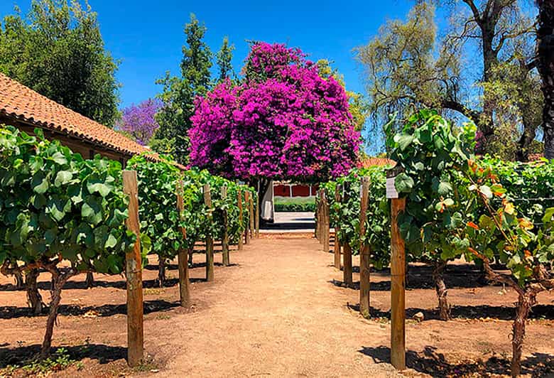 Santa Rita Classic Vineyard Tour | GetYourGuide