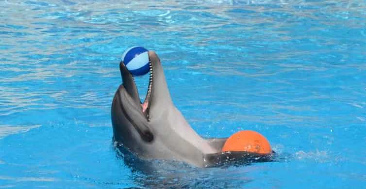 Sharm el-Sheikh: Delfin-show og valgfri svømning med delfiner ...