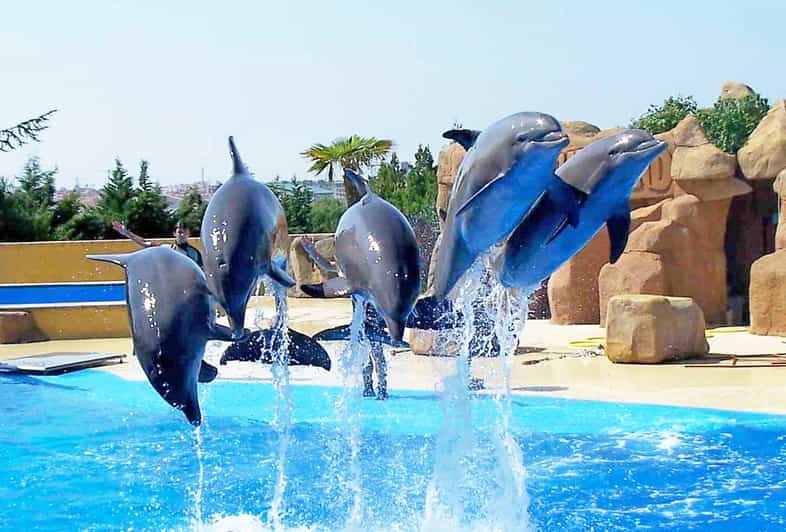 Sharm el-Sheikh: Dolphin Show & Optional Swimming w/Dolphins | GetYourGuide