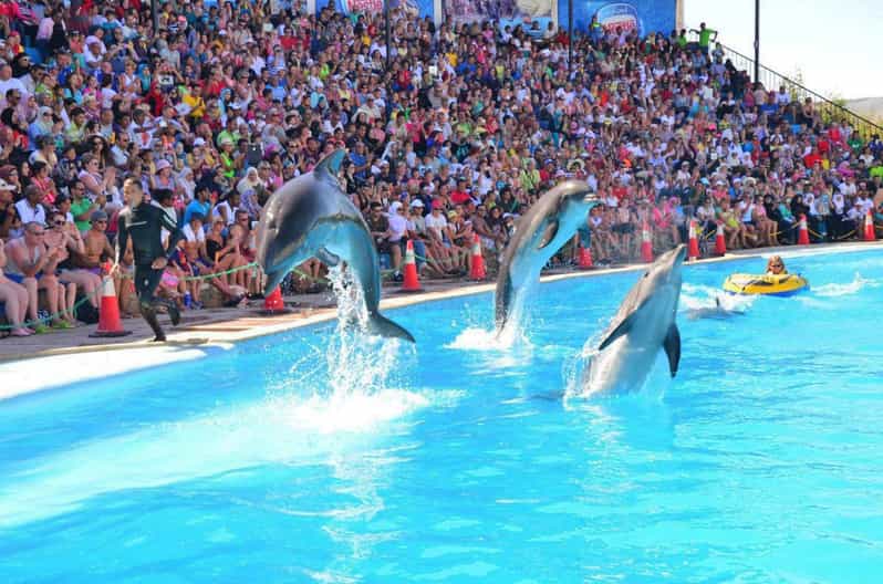 Sharm el-Sheikh: Dolphin Show & Optional Swimming w/Dolphins | GetYourGuide