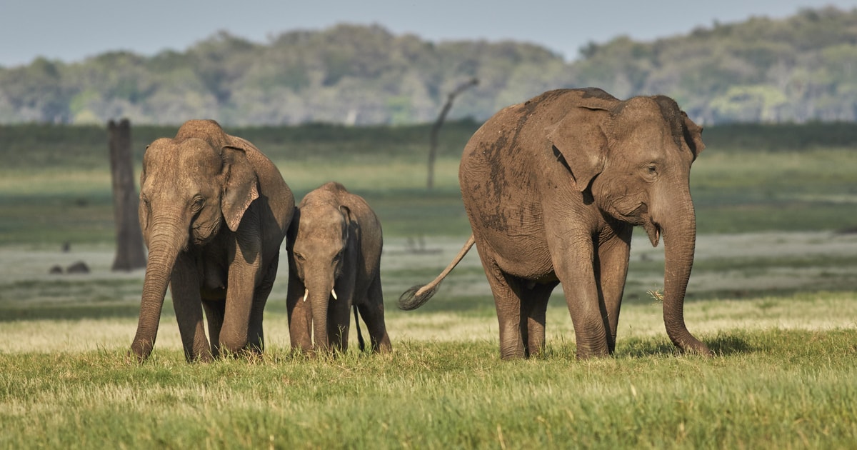 Vanuit Negombo: Minneriya Nationaal Park Safari Tour | GetYourGuide