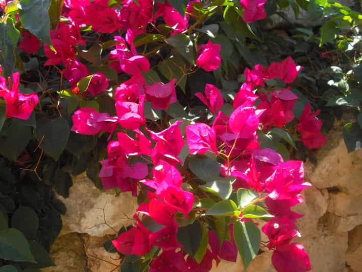Malta: Nature Highlights Private Walking Tour With Transport | GetYourGuide