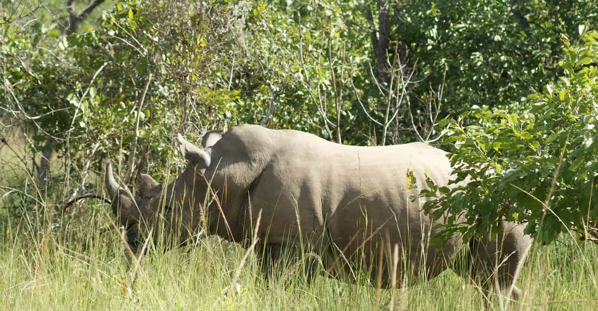Kampala: safari a pie de rinoceronte de día completo con traslados ...