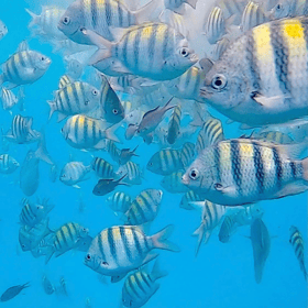 Barbados: Catamaran Tour with Snorkeling and Lunch | GetYourGuide