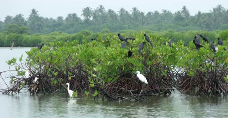 Negombo Lagoon (Mangrove ) Boat Excursion | GetYourGuide