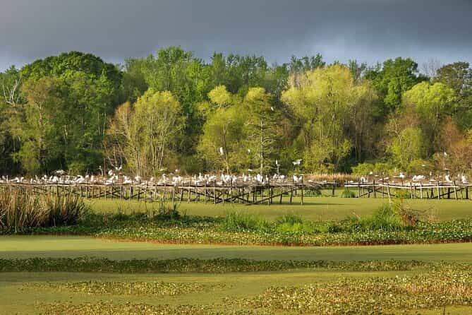 Avery Island: TABASCO® Factory and Gardens Entry Ticket | GetYourGuide