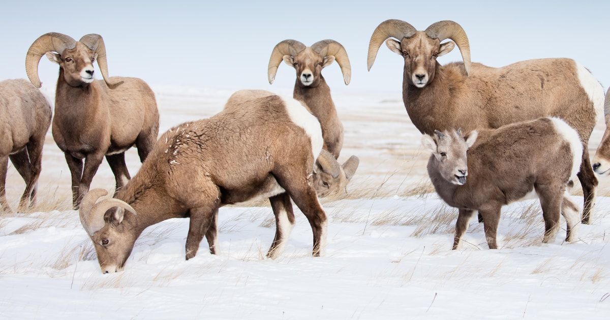 Jackson: Grand Teton, Bighorn Sheep og Petroglyphs Tour | GetYourGuide