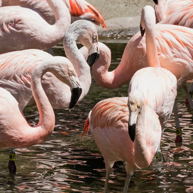 Seattle: Woodland Park Zoo Day Admission Ticket | GetYourGuide