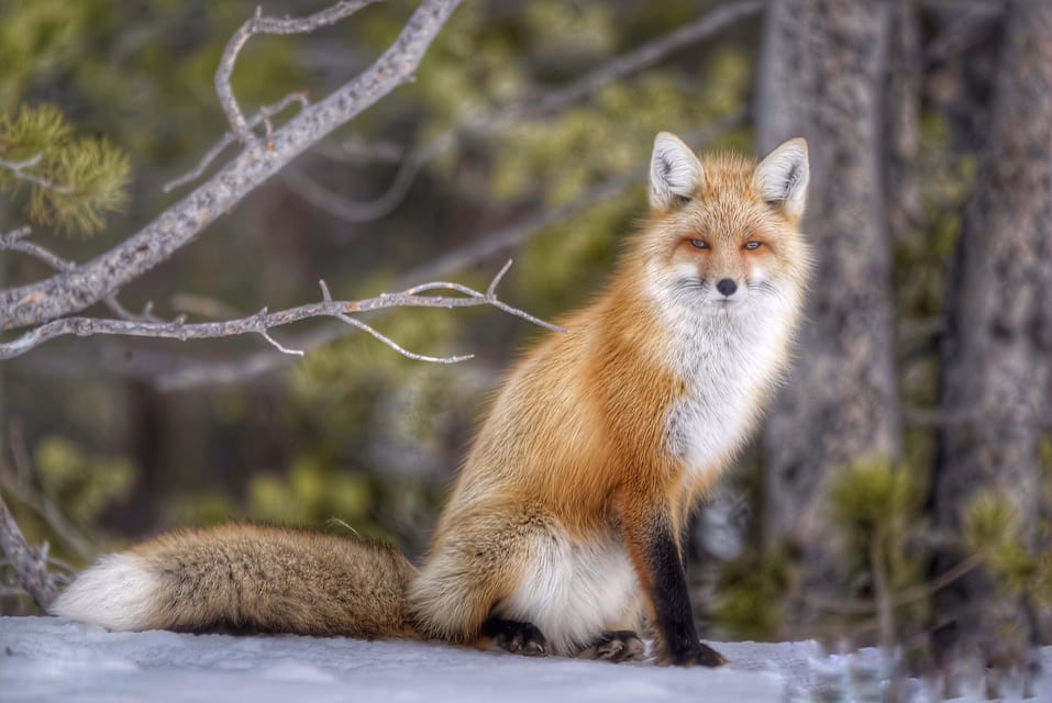 Jackson: Grand Teton, Bighorn Sheep, and Petroglyphs Tour | GetYourGuide