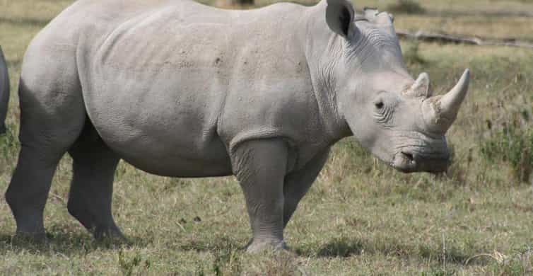 Nairobi : promenade dans le parc national et visite du centre de perles ...