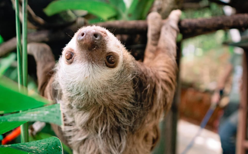 Manuel Antonio: KSTR Wildlife Sanctuary Guided Tour | GetYourGuide