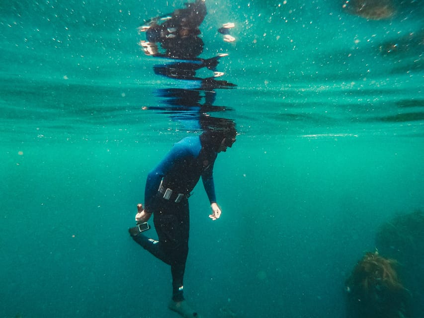 Cape Town: Great African Sea Forest Guided Snorkel | GetYourGuide