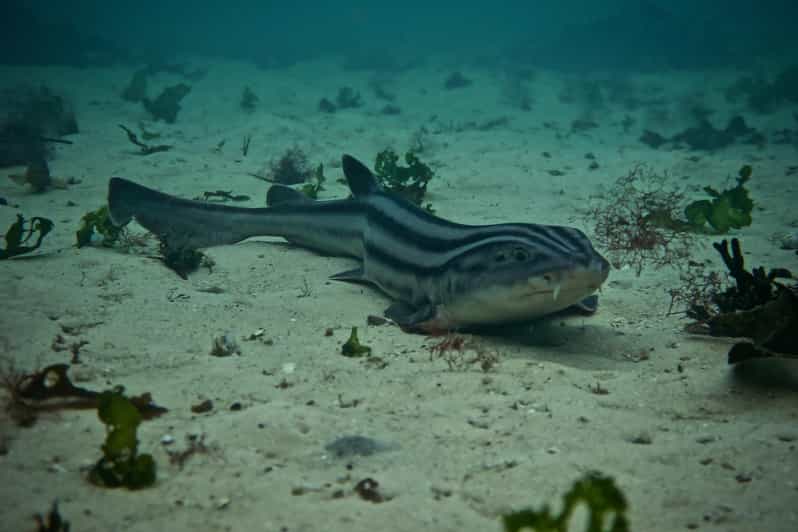 Cape Town: Great African Sea Forest Guided Snorkel | GetYourGuide