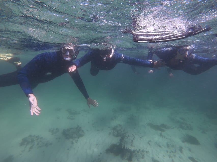 Cape Town: Great African Sea Forest Guided Snorkel | GetYourGuide
