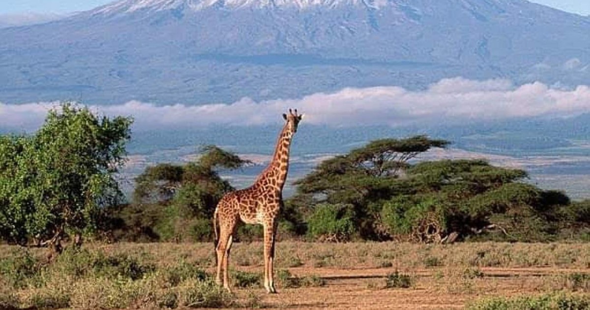 Nairobi : excursion d'une journée au parc national d'Amboseli et au ...
