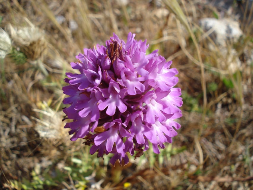 Mistra Valley and Selmun Private Nature Tour with Transport | GetYourGuide