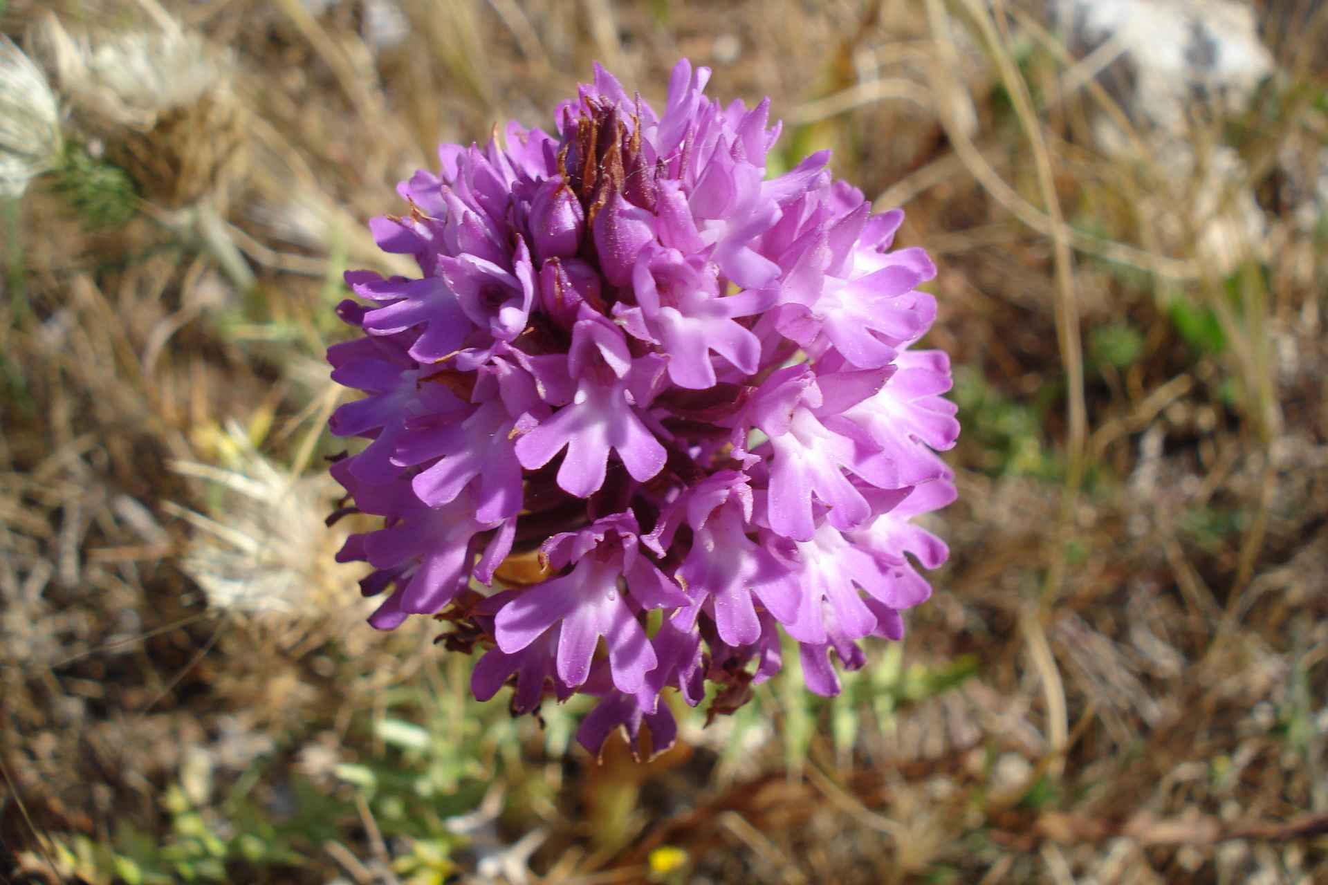 Mistra Valley and Selmun Private Nature Tour with Transport | Guide to ...