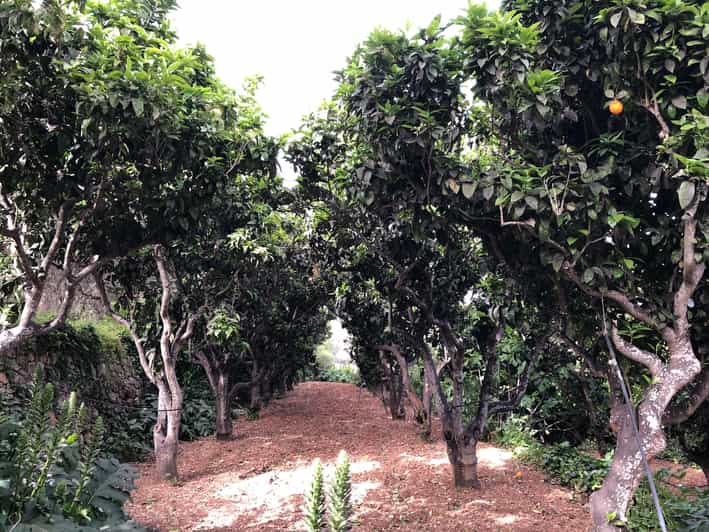 Buskett Woodlands and Dingli Cliffs Private Nature Tour | GetYourGuide