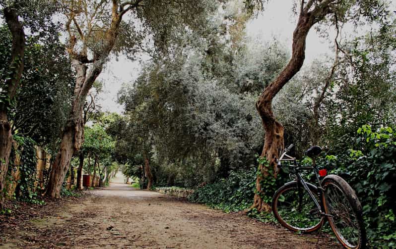 Buskett Woodlands and Dingli Cliffs Private Nature Tour | GetYourGuide