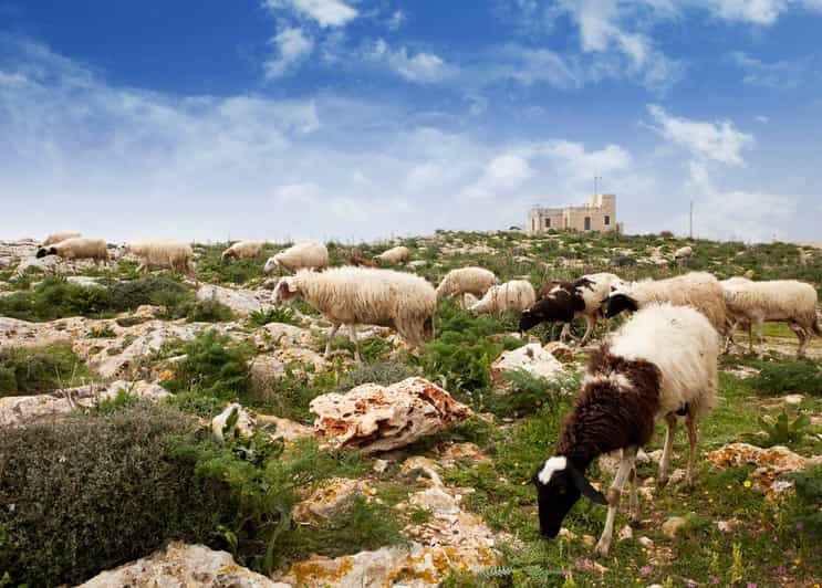 Buskett Woodlands and Dingli Cliffs Private Nature Tour | GetYourGuide