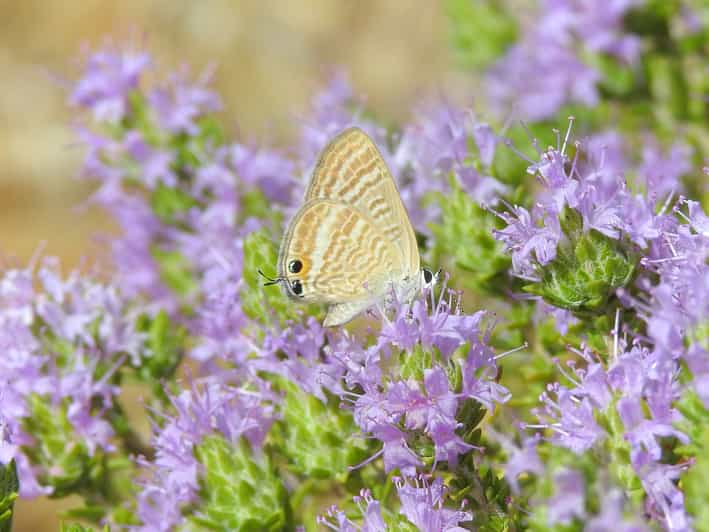Buskett Woodlands and Dingli Cliffs Private Nature Tour | GetYourGuide