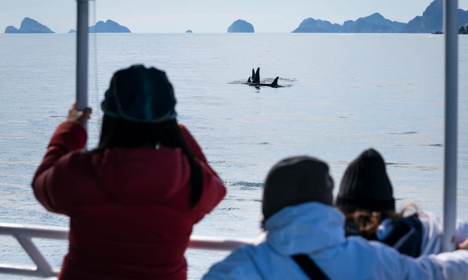 Seward: Resurrection Bay Orca Quest Cruise | GetYourGuide