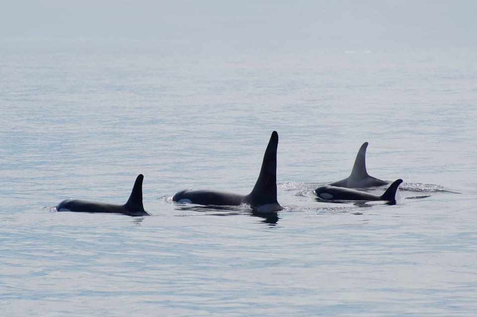 Seward: Resurrection Bay Orca Quest Cruise | GetYourGuide