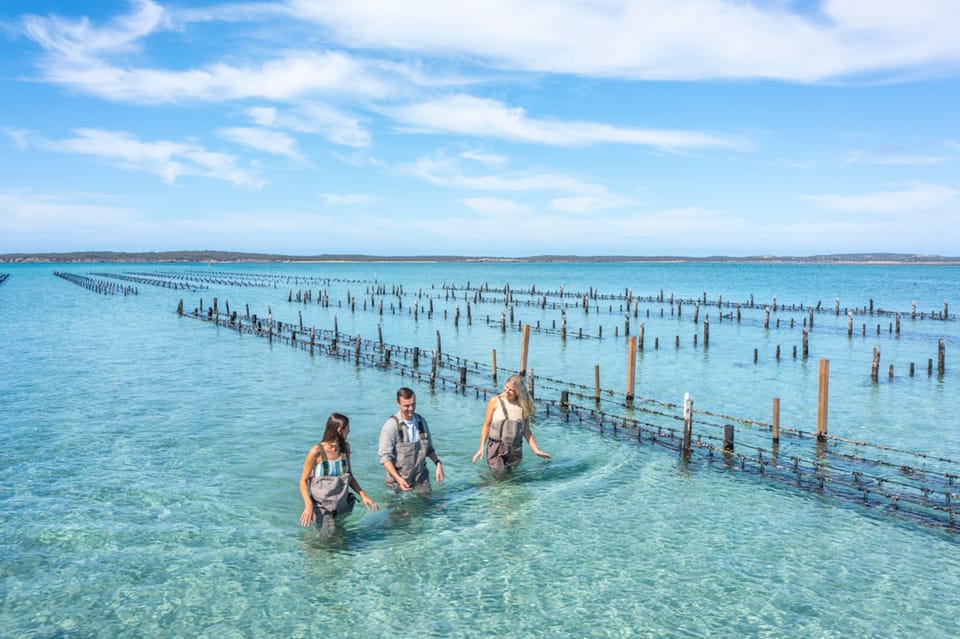 Coffin Bay: Oyster Farm Boat Tour with Wading & 12 Oysters | GetYourGuide