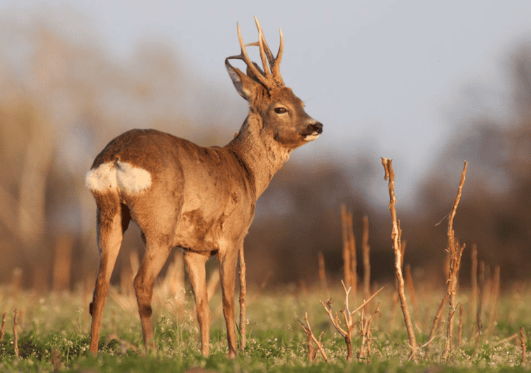 From Amsterdam: Group Tour to Hoge Veluwe National Park | GetYourGuide
