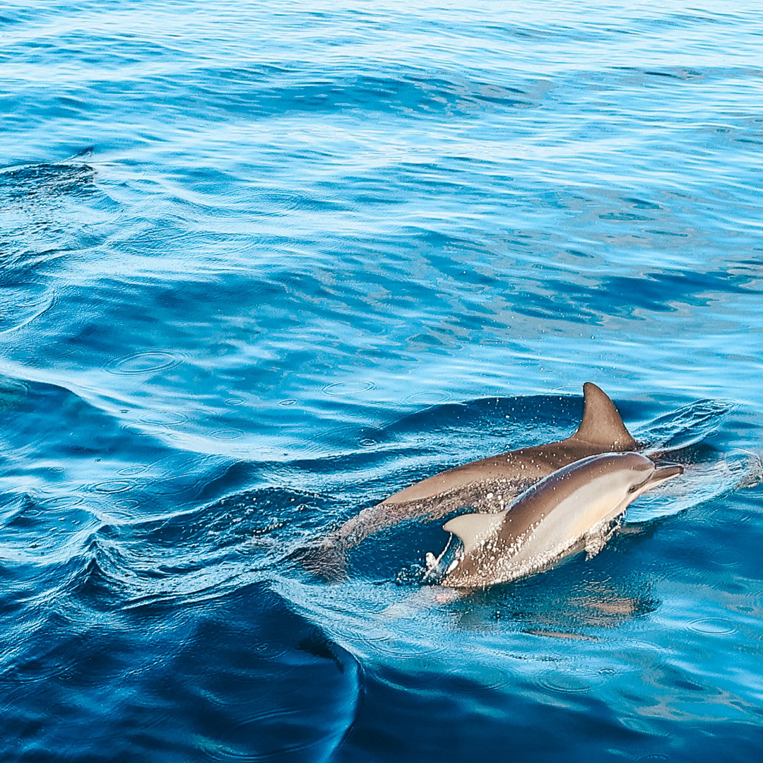 Oahu: Swim with Dolphins, Turtle Snorkel Tour and Waterslide | GetYourGuide