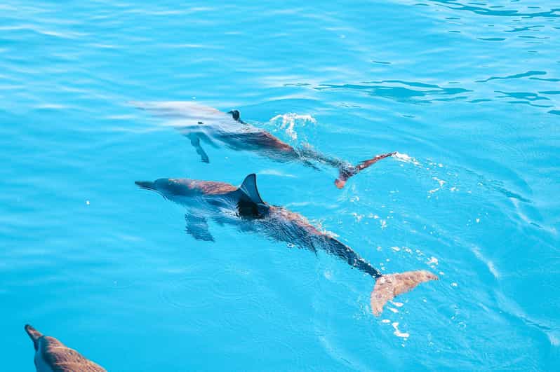Oahu: Dolphin Watch, Turtle Snorkel, Waterslide Activities, | GetYourGuide