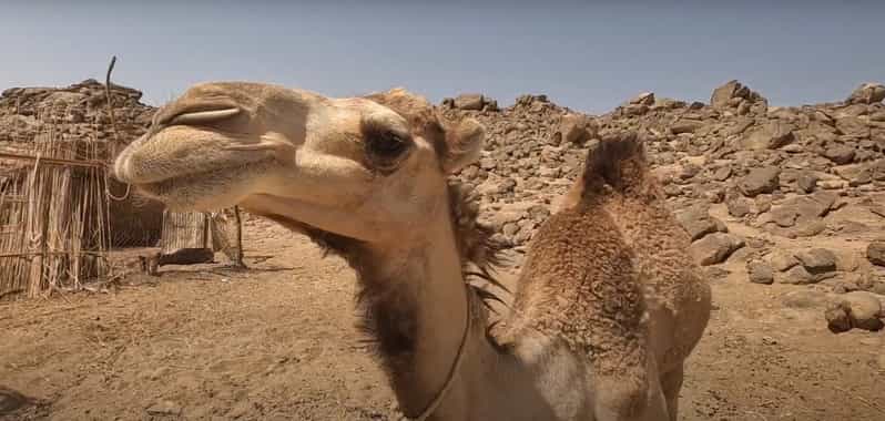Hurghada: Desert Quad Safari, Camels, and Bedouin Town | GetYourGuide