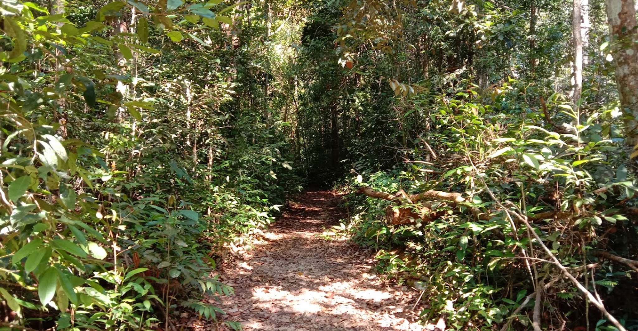 Malaysia, Gunung Panti Forest Reserve Guided Nature Tour | Guided Tour ...