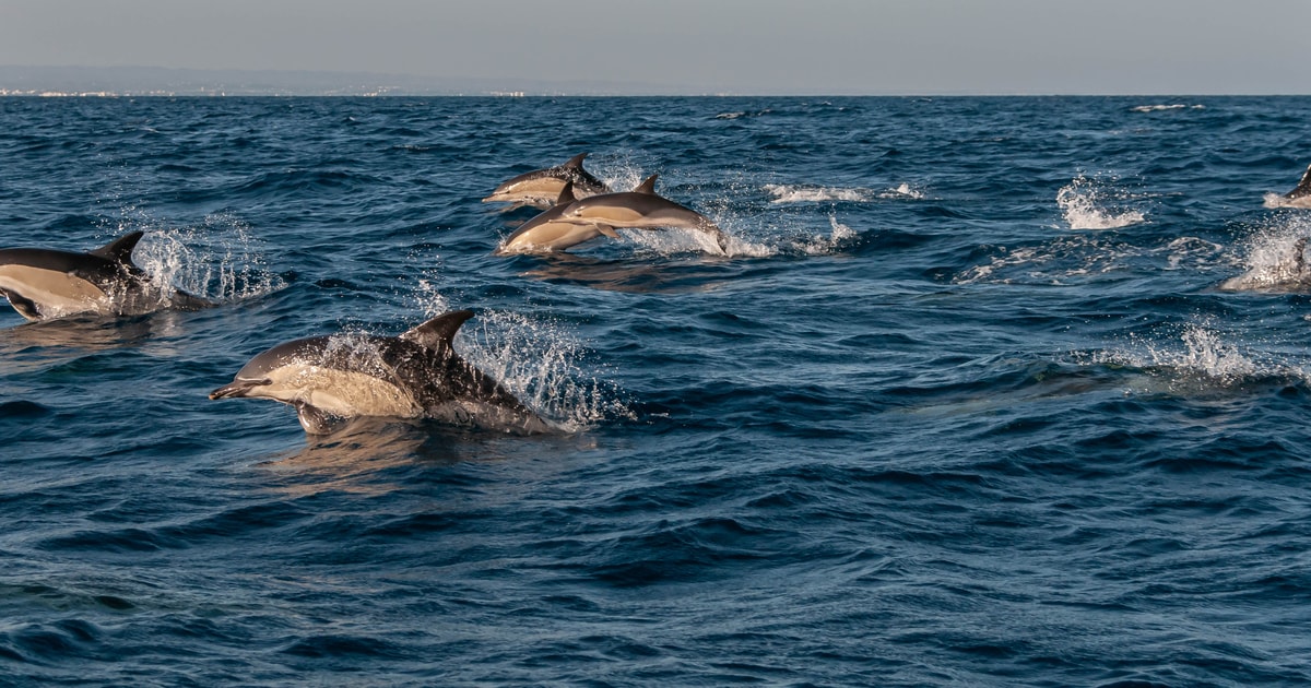 Dolphin Watching and Marine Wild Life in Faro | GetYourGuide