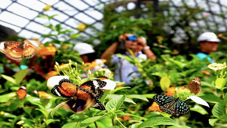 George Town: Entrada "Entopia by Penang Butterfly Farm | GetYourGuide