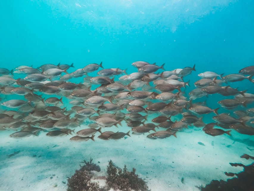 Cape Town: Great African Sea Forest Guided Snorkel | GetYourGuide