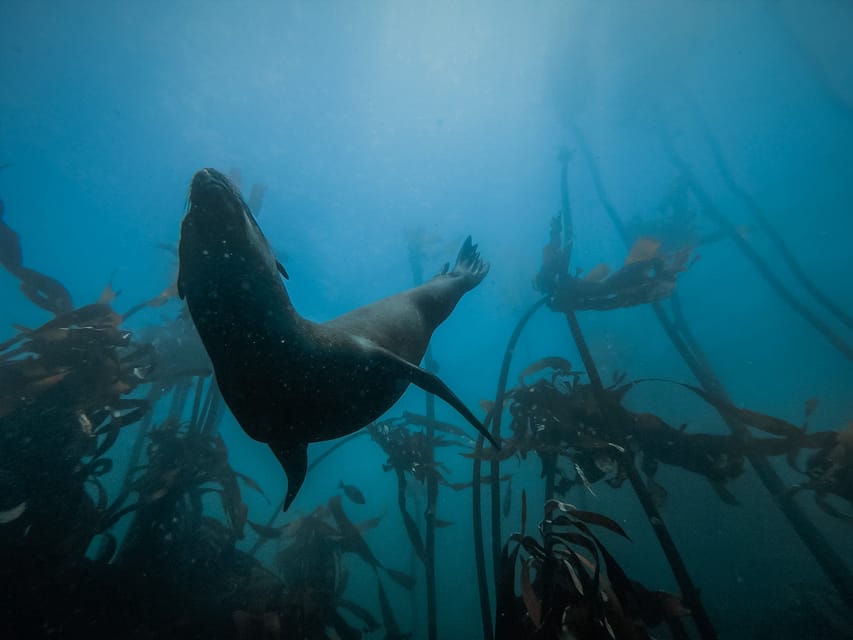 Cape Town: Great African Sea Forest Guided Snorkel | GetYourGuide