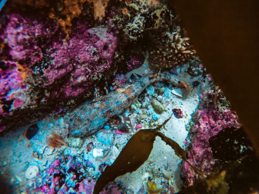 Cape Town: Great African Sea Forest Guided Snorkel | GetYourGuide