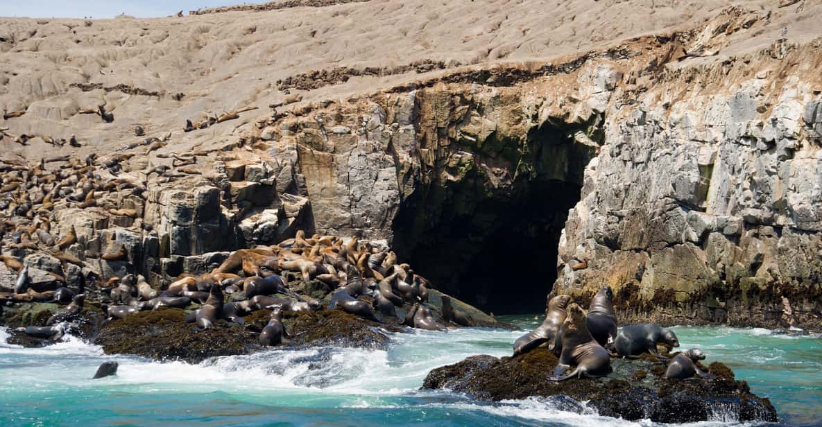 Lima: Sea Lion Swim and Wildlife Palomino Islands Cruise | GetYourGuide