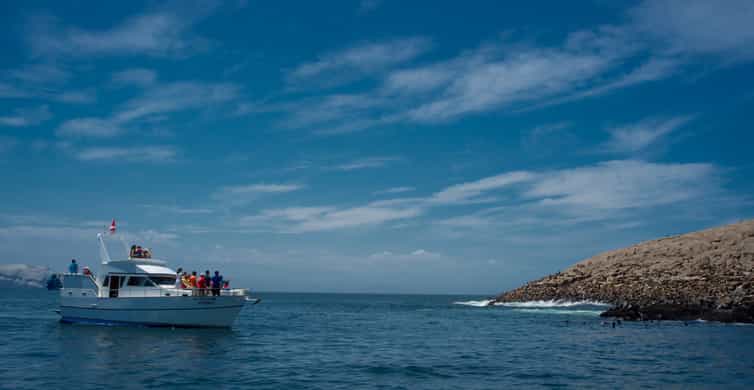 Lima: nuoto con i leoni marini e crociera nelle isole Palomino ...