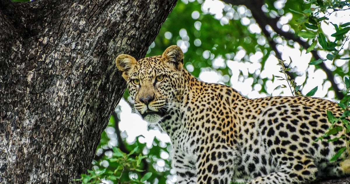 Sri Lanka: Recorrido de 7 días fuera de lo común | GetYourGuide