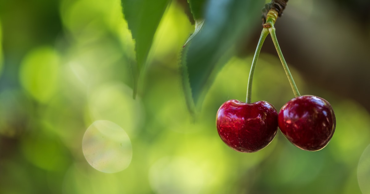 Spania: Experiența de cules de cireșe și turul livezilor din Huesca ...