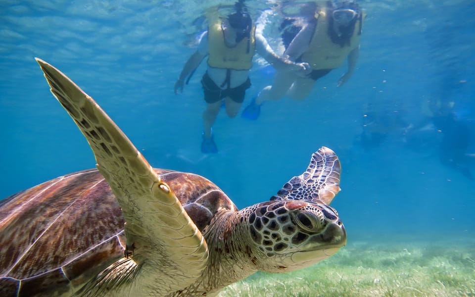 Riviera Maya: Turtles and Cenote Snorkeling Tour | GetYourGuide