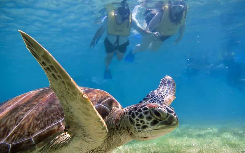 Cancun: Akumal Turtles and Cenote Snorkeling Tour | GetYourGuide