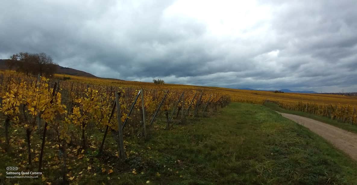 From Colmar or Basel: Baden-Württemberg Winery Tour | GetYourGuide