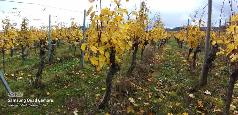 From Colmar or Basel: Baden-Württemberg Winery Tour | GetYourGuide