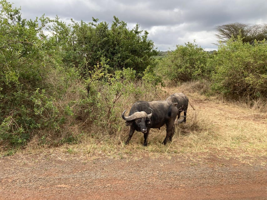 Nairobi National park and city tours | GetYourGuide