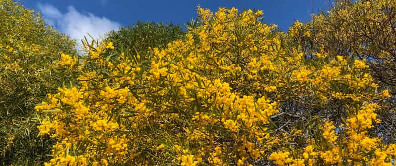 From Perth: The Pinnacles and Nambung National Park Day Trip | GetYourGuide